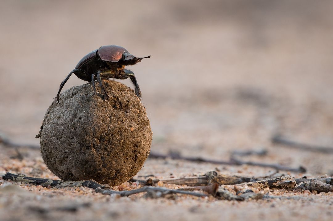 Here are 5 fascinating facts about these turd-loving bugs: | Treehugger ...