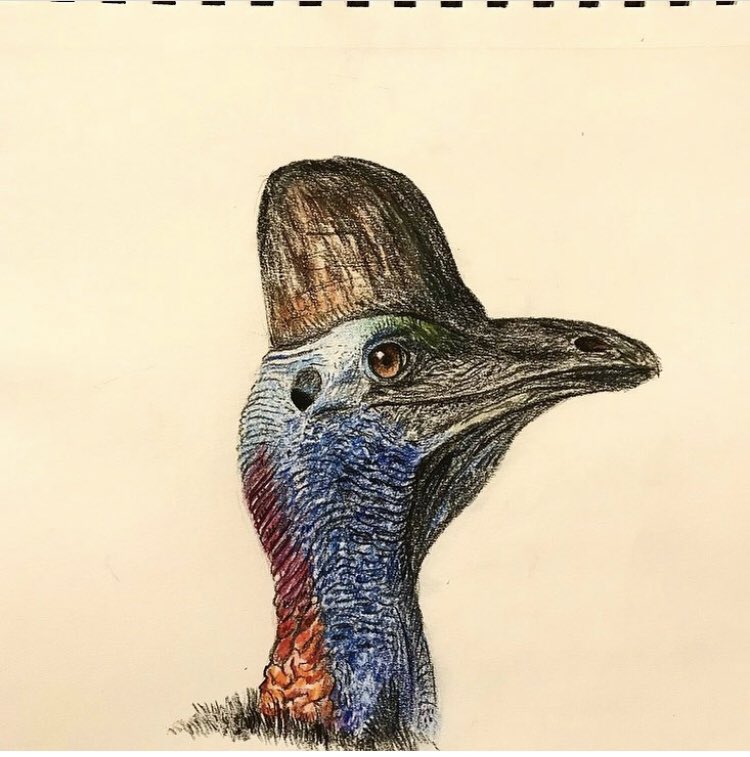 Cameron Dillon (@Cam_ornitho) さんのイラスト・マンガ作品まとめ (4 件) - Twoucan