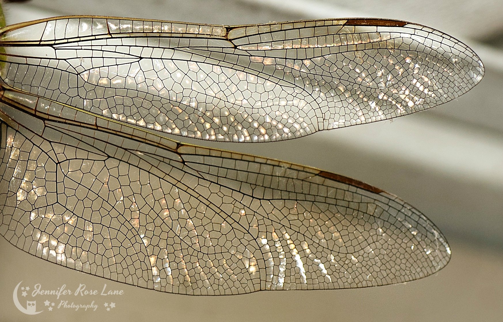 Dragonfly Wings Close Up