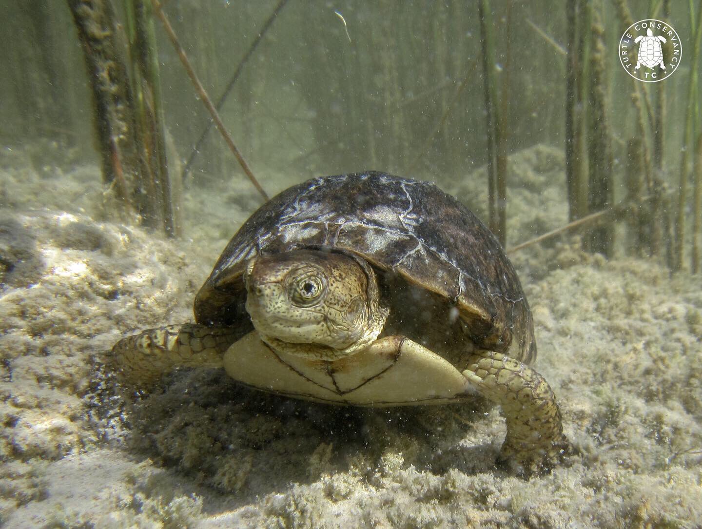 Coahuilan Box Turtle