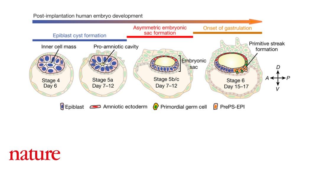 Gastrulation Human Embryo