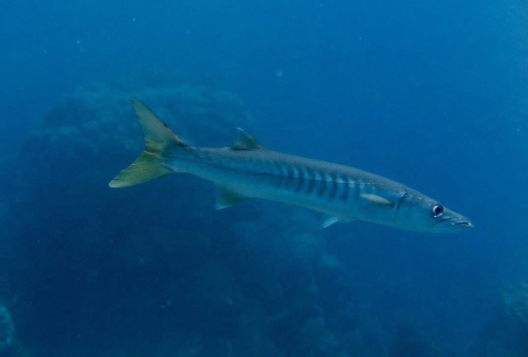 Barracuda Teeth Finding Nemo