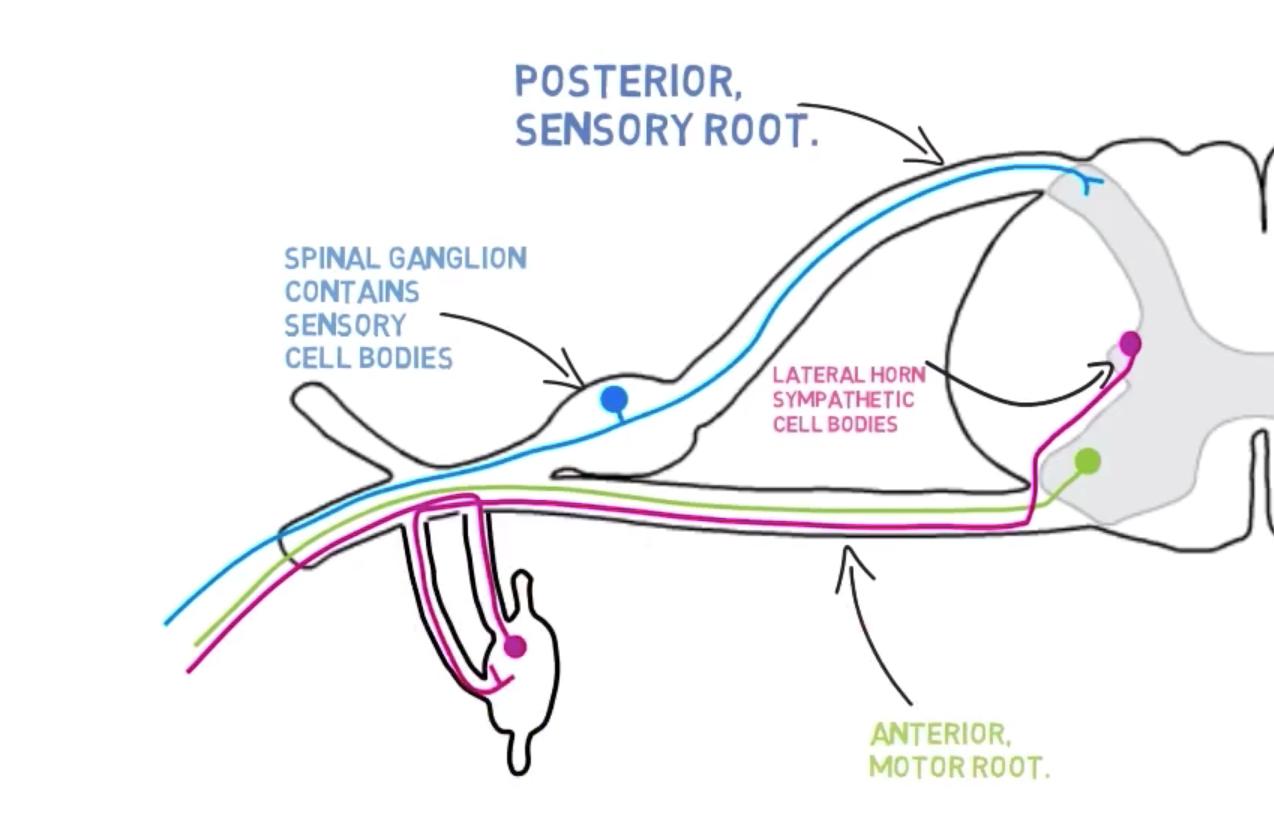 Gray Ramus Communicans
