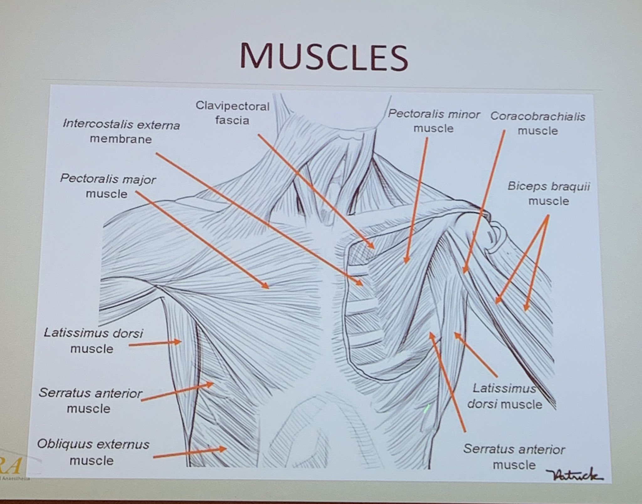 Clavipectoral Triangle