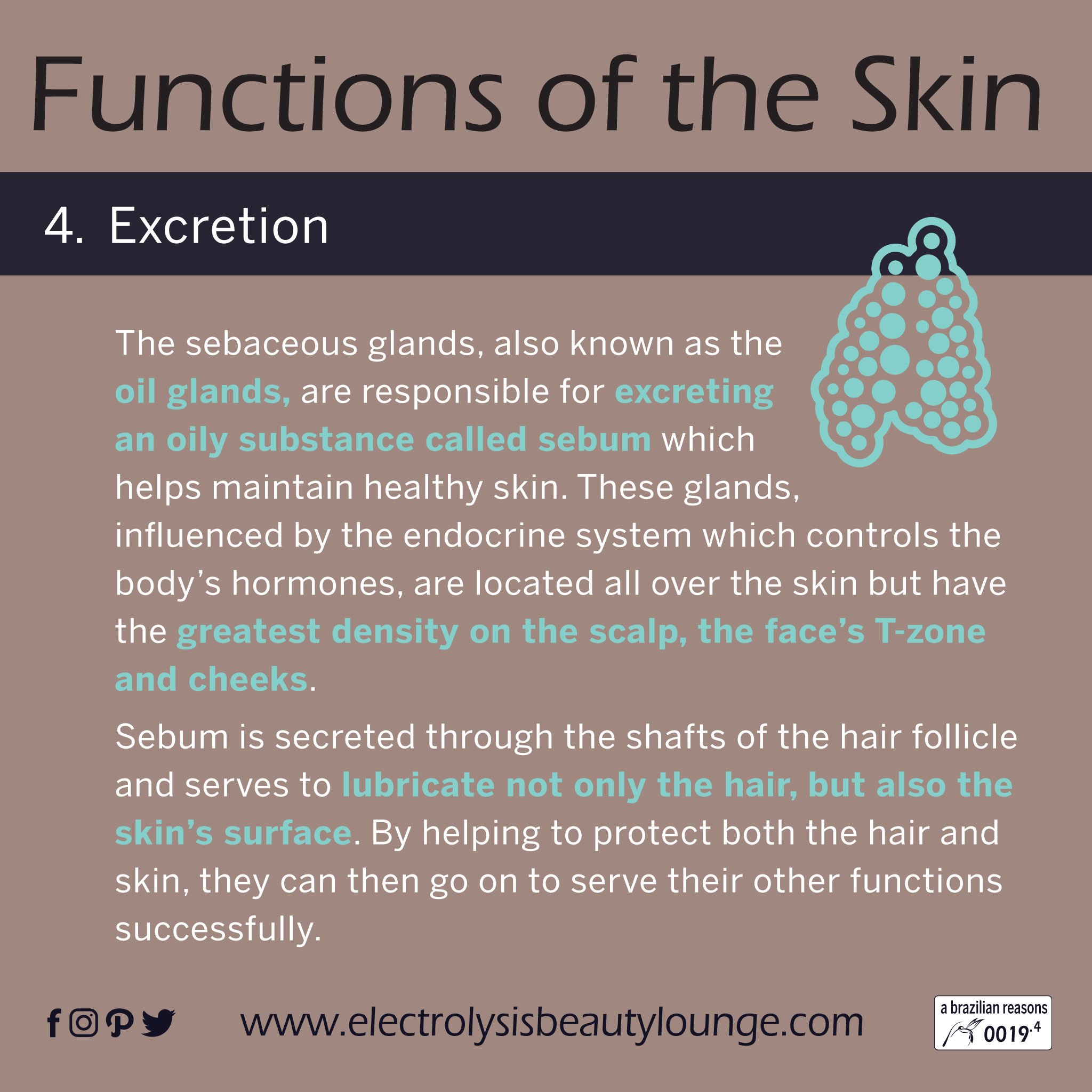 Functions Of The Skin