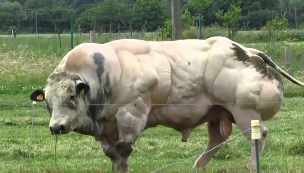 Belgian Blue Cattle Meat