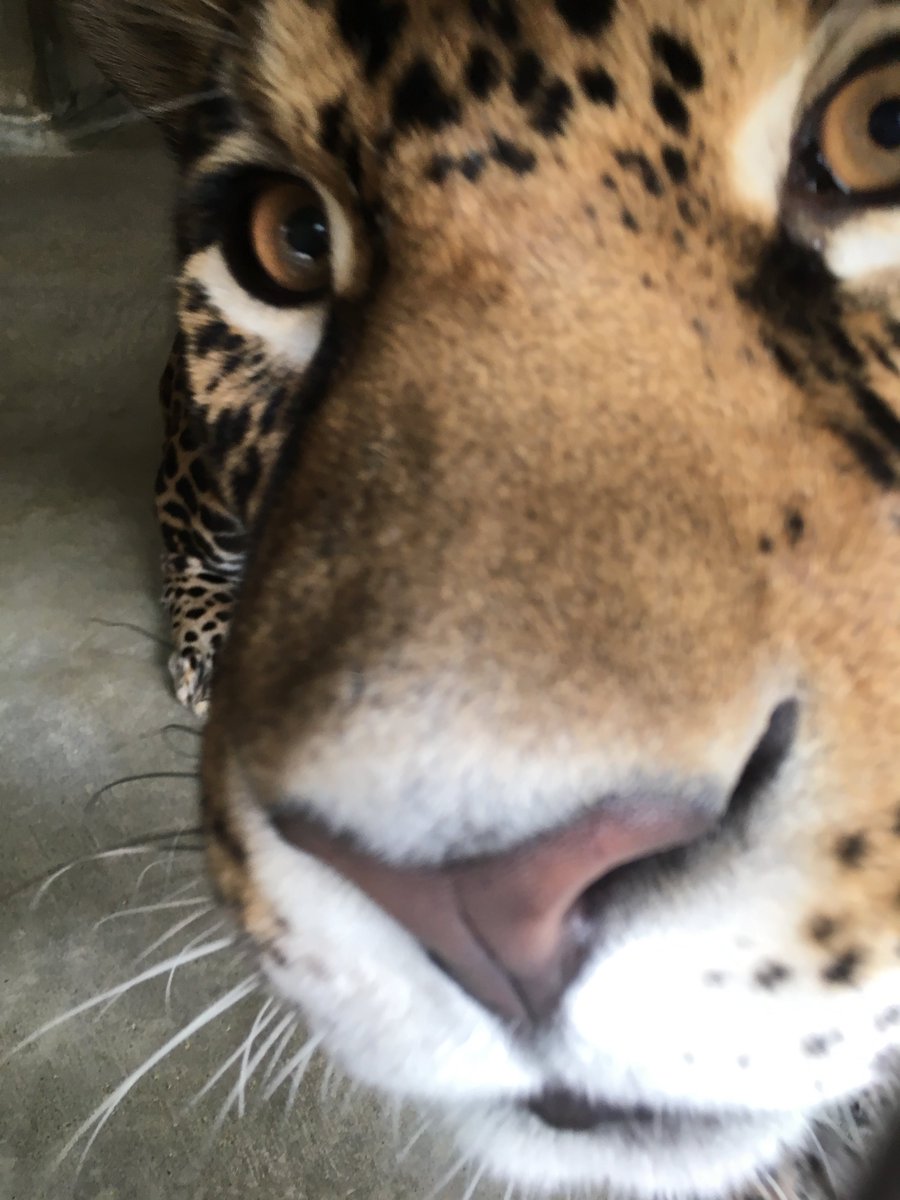静岡市立日本平動物園 on Twitter: "2019.9.8 #ジャガーの飼育日誌 を更新しました。 「小助(♂)出舎後すぐにポリドラムで遊び、氷や肉には気が付かない。5分くらいしてから ...