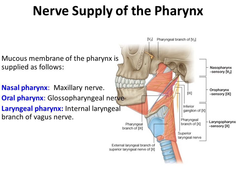 Pharyngeal Nerve