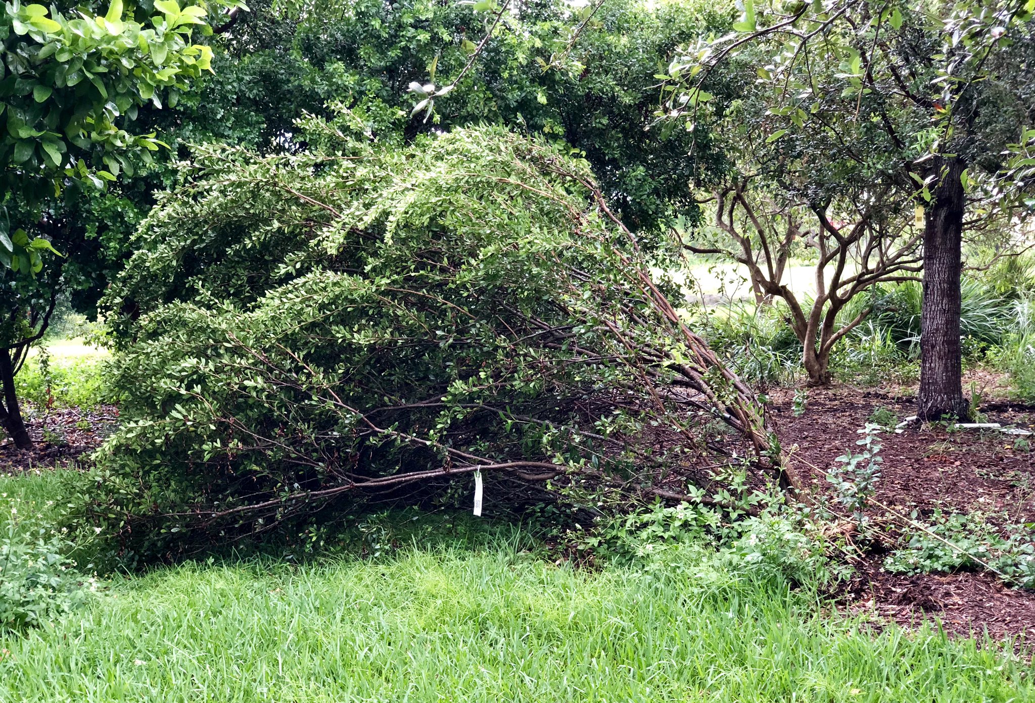 Pithecellobium Florida