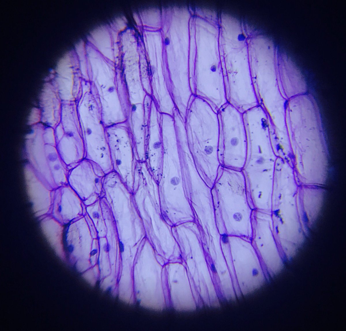 Spirogyra Microscope Slide