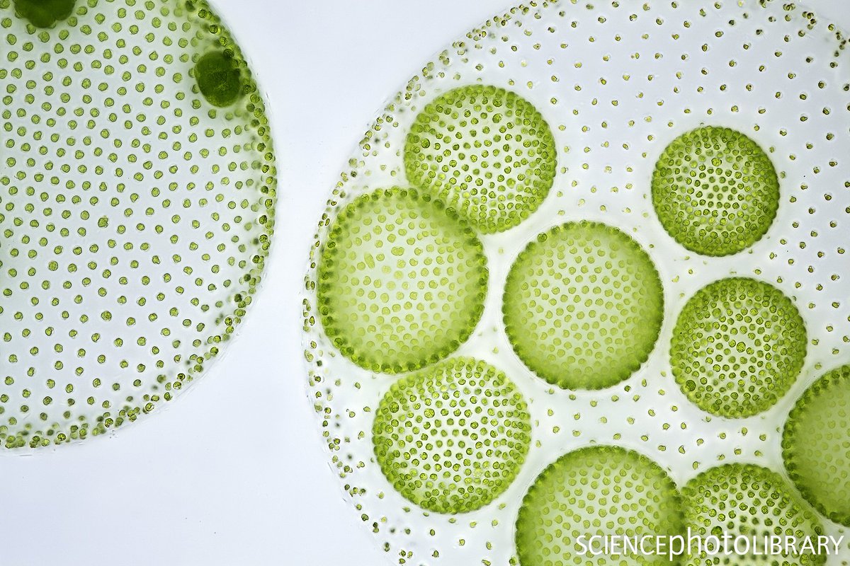 Colonial Green Algae