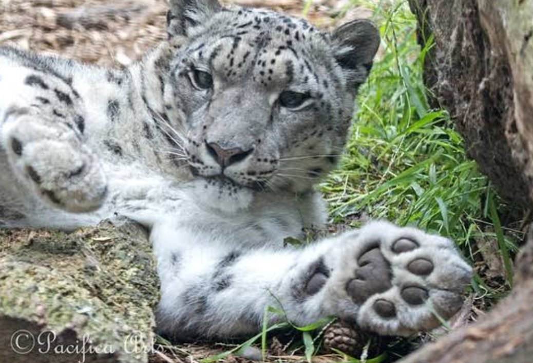 Snow Leopard Paws