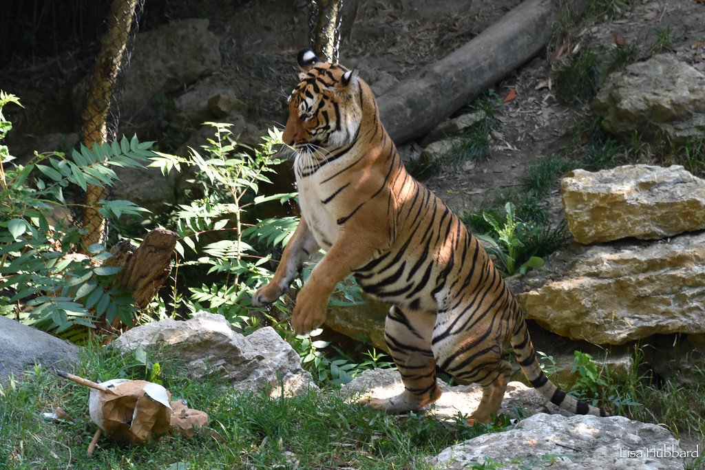 Tiger Pouncing On Prey