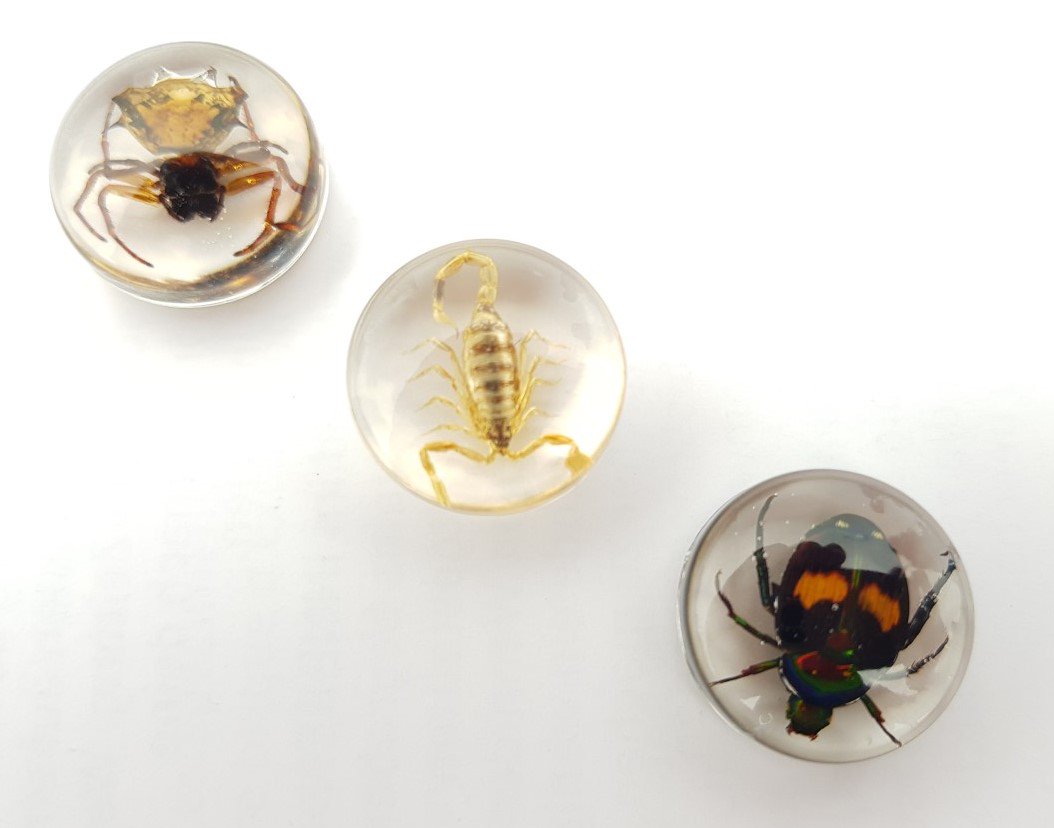 NATIONAL GEOGRAPHIC Bug Dig Kit tillescenter Insects & Insect Kits ...