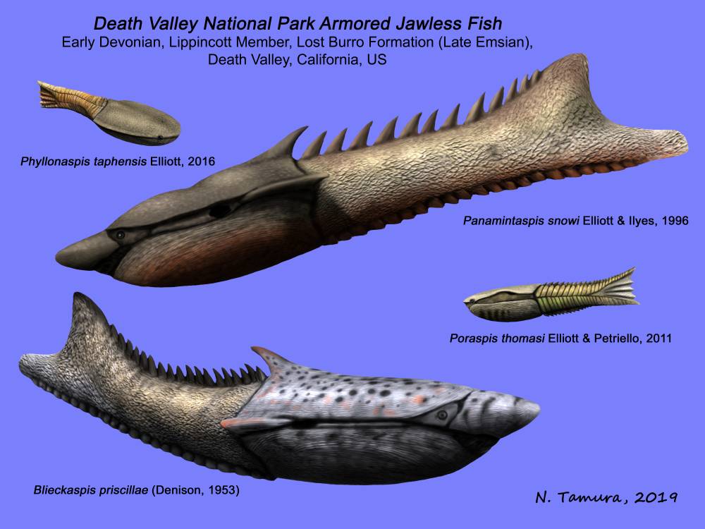 Jawless Fish Fossil
