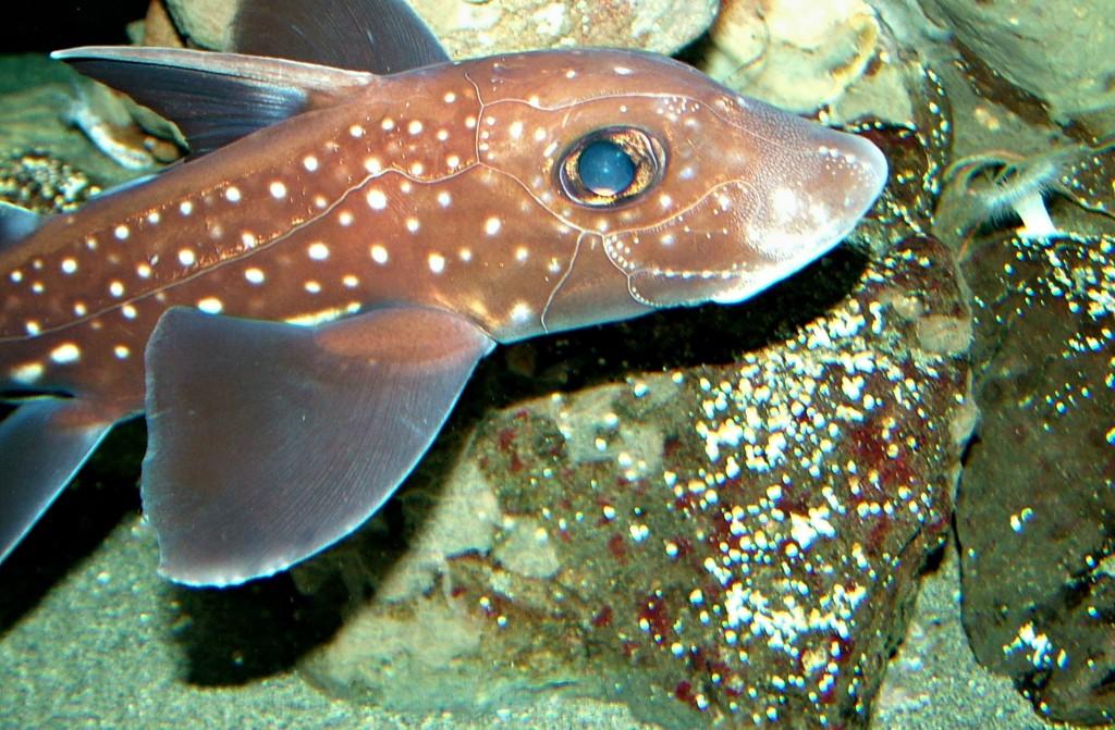 Giant Grenadier Fish