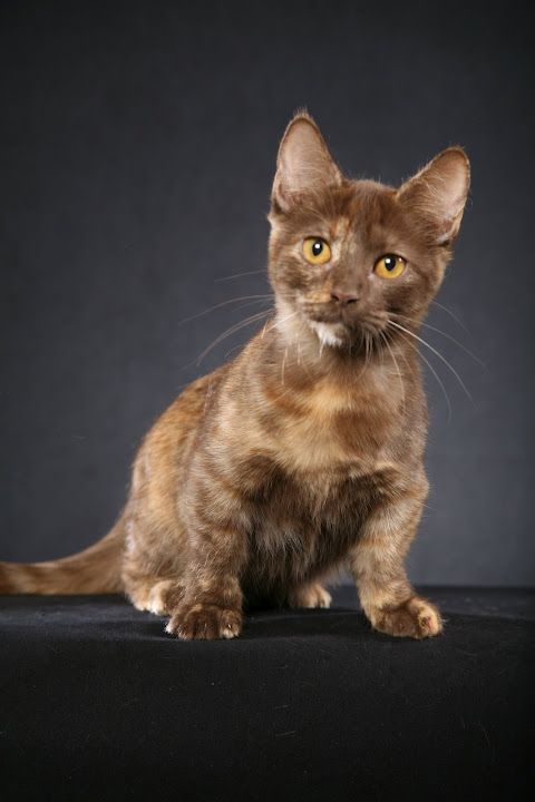 Lilac Tortoiseshell Cat