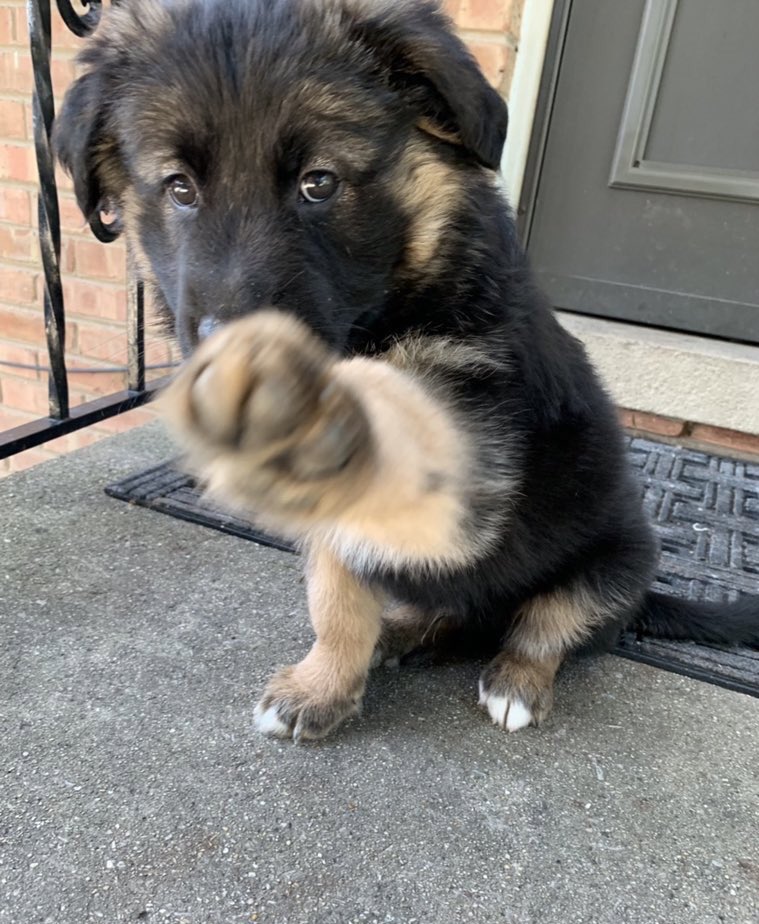 What Breed Is The Apollo Of Dogs