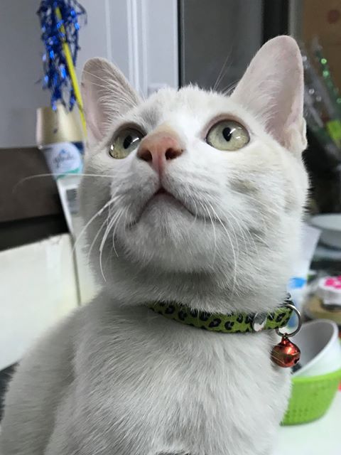 JS100 on Twitter: "พบแมวพลัดหลง พิกัดใต้สถานีรถไฟฟ้าสิรินธร ผู้ใดเป็นเจ้าของ แจ้ง JS100 โทร. ...