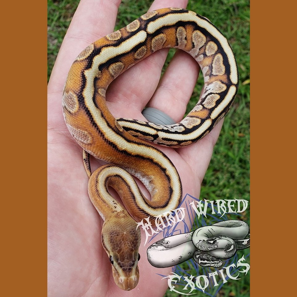 Hidden Gene Woma Ball Python