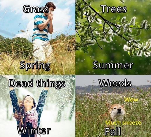 Seasonal Allergy Memes Pollen Season : R/memes