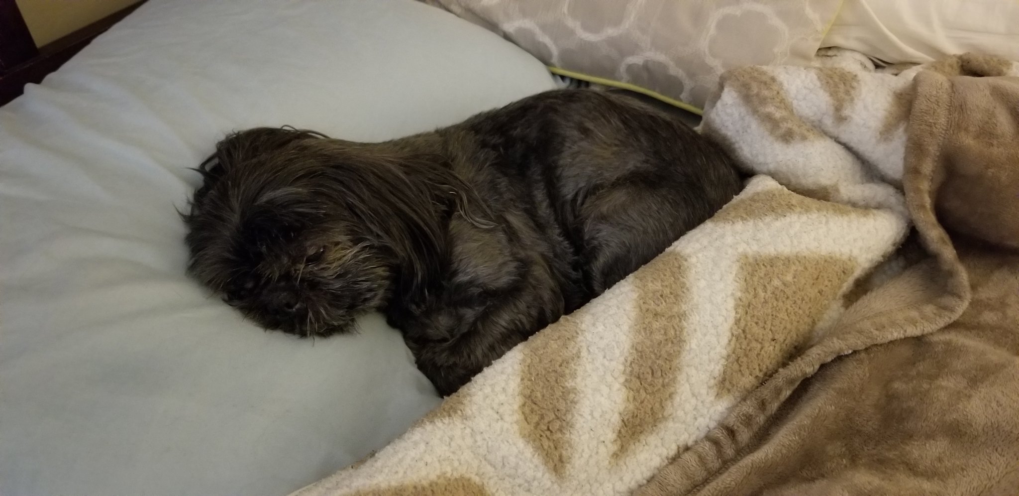 arf.mp4 (@symphonicbraver) / Twitter