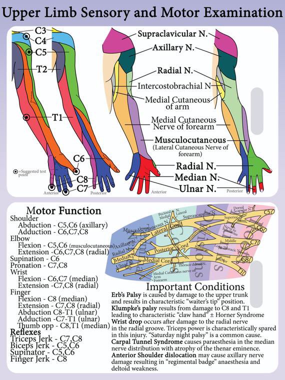 Lower Limb Myotome