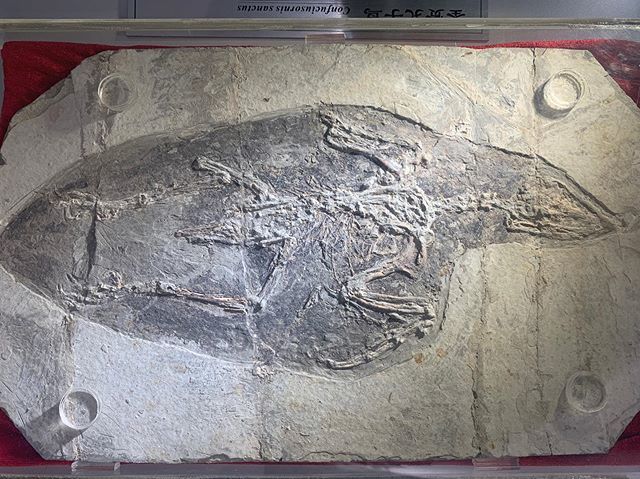 Confuciusornis Fossil