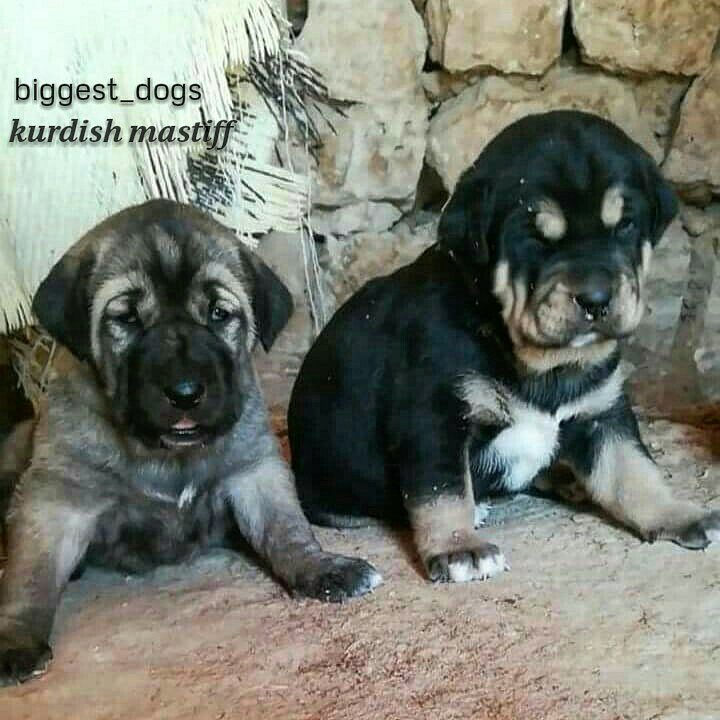 Is A Pshdar Dog A Good Pet