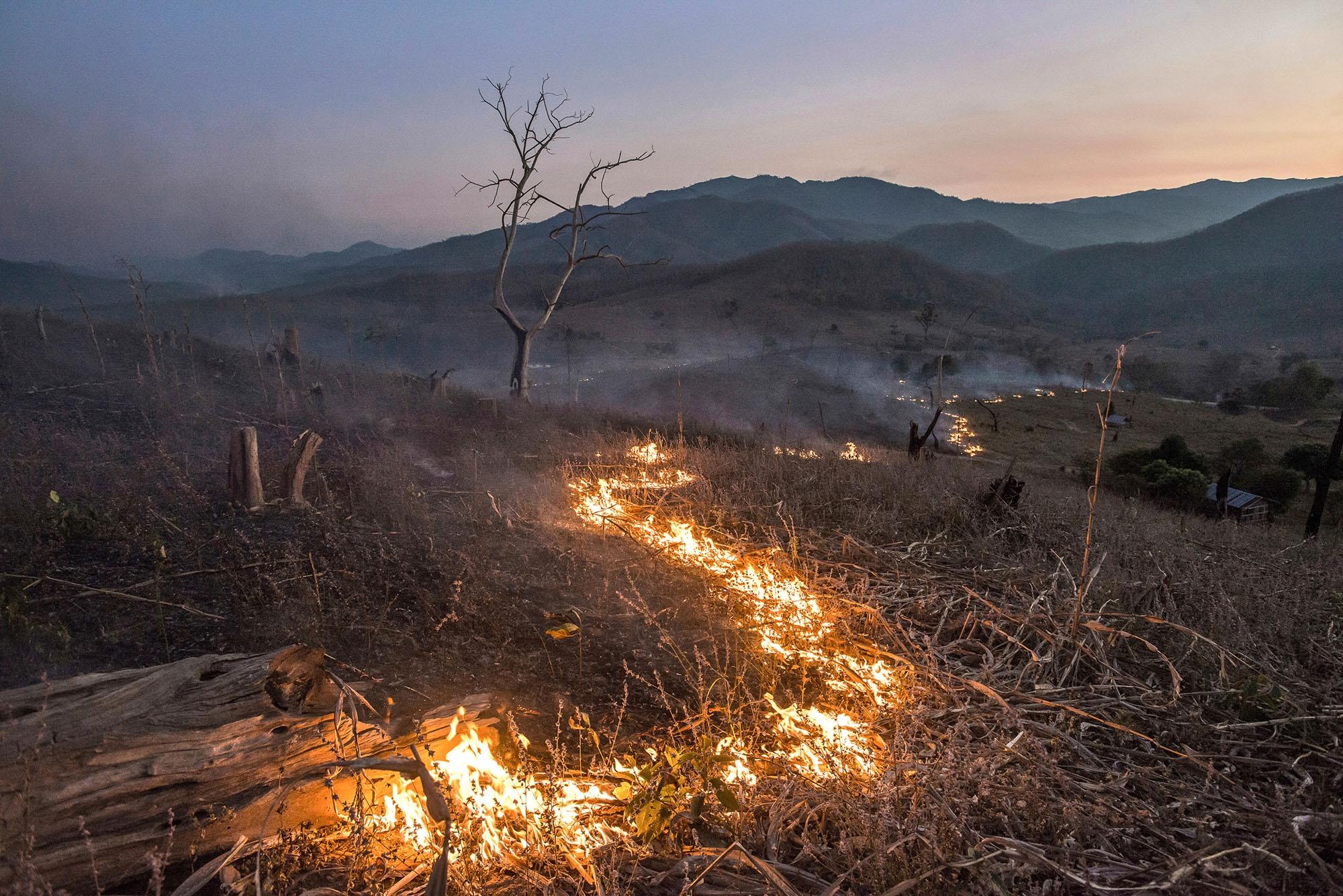 Mayan Slash And Burn