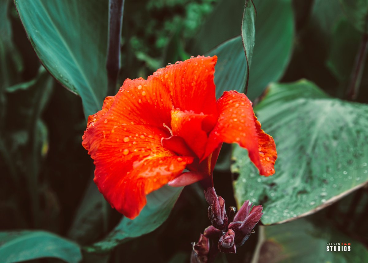 Sylvan Studios (@SylvanStudios) | Twitter