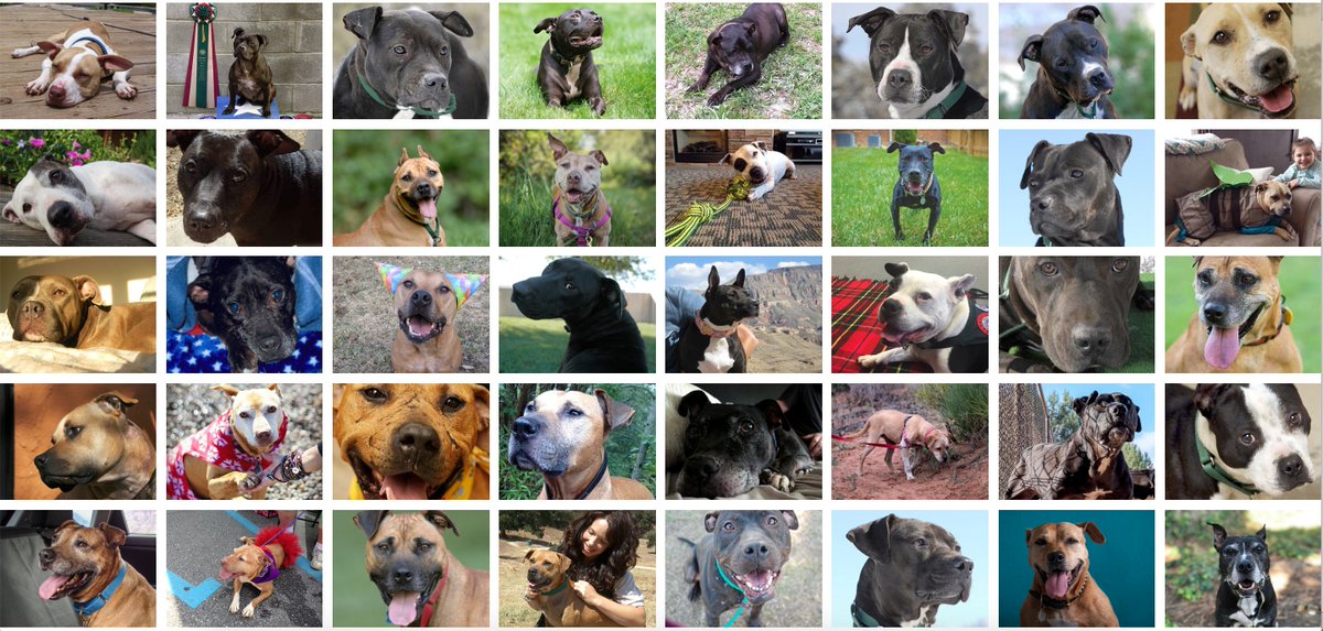 WAPO highlights: What happened to each of Michael Vick's 47 dogs ...