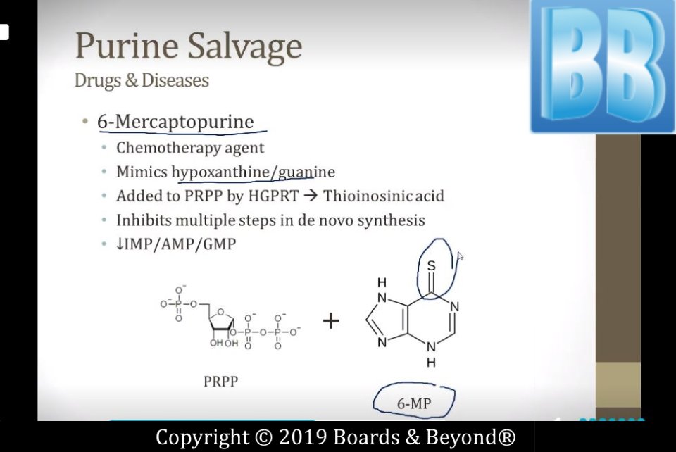 Purine Salvage Pathway Usmle