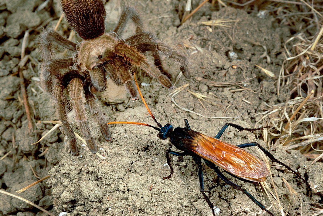 Tarantula Hawk Nest