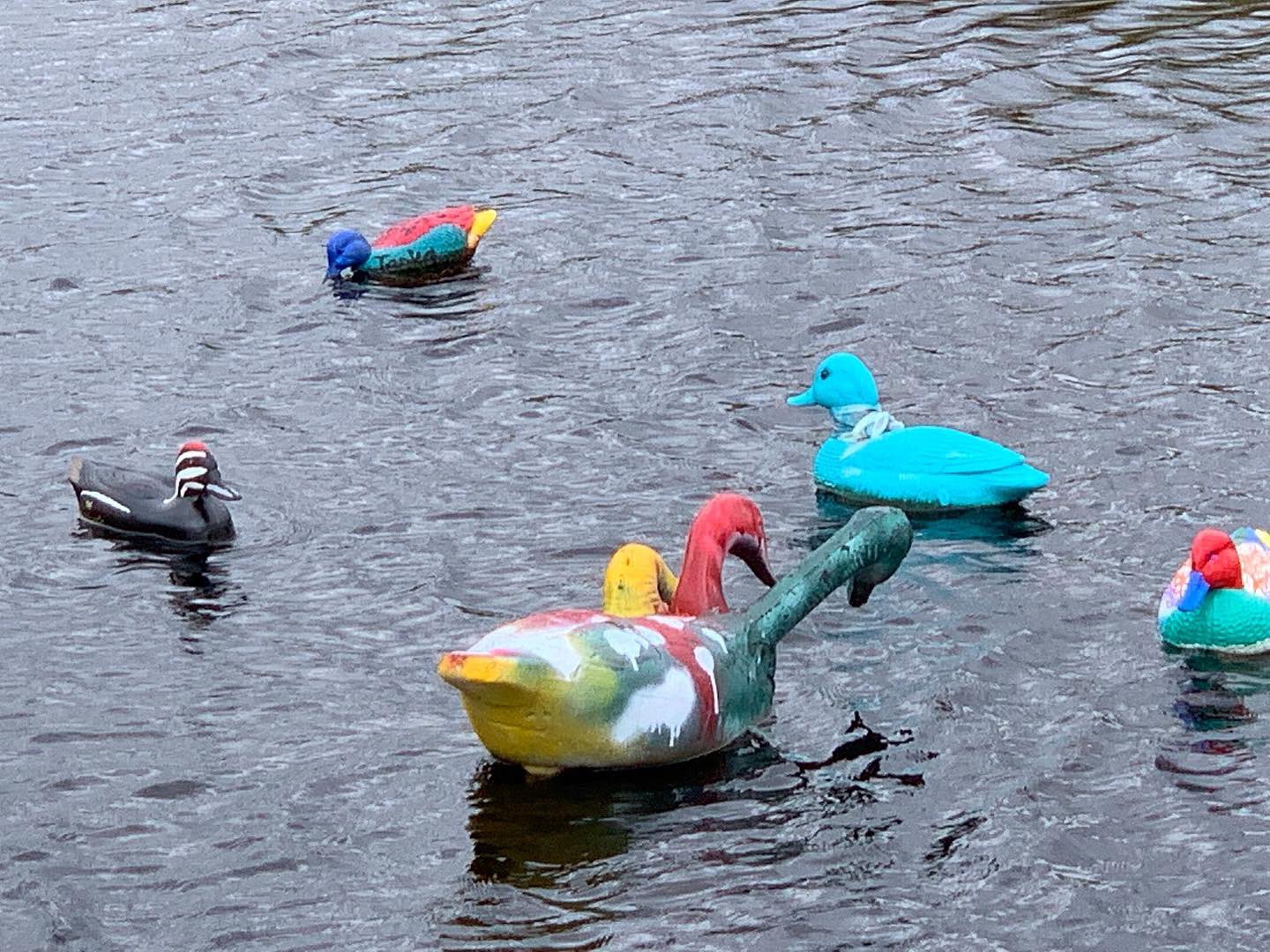 Ducks Landing In Decoys
