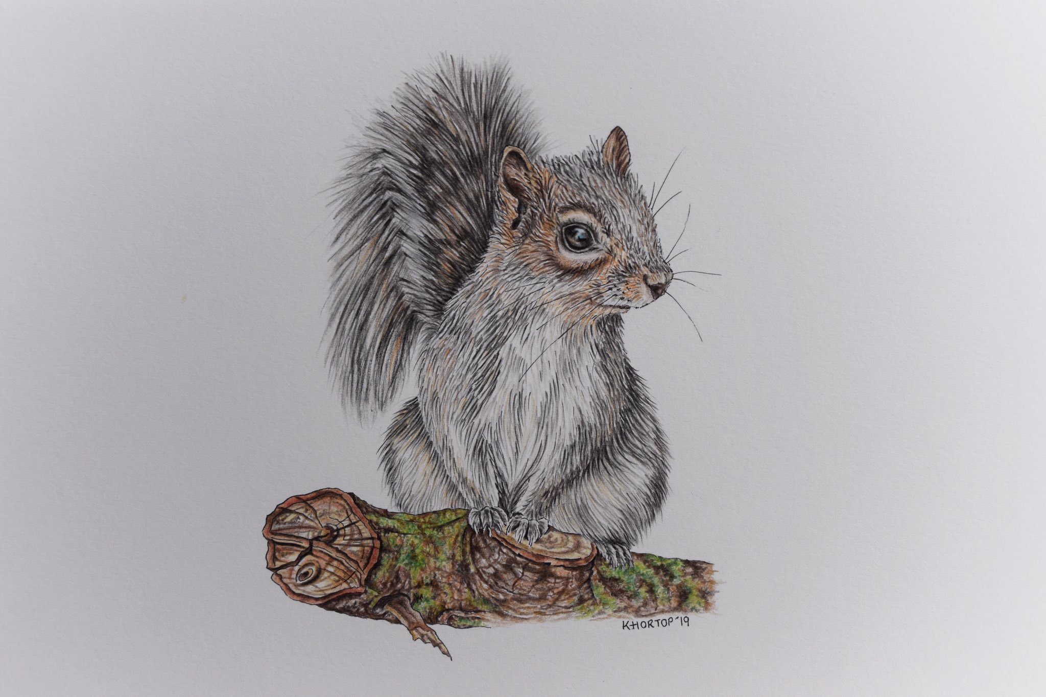 How To Draw A Realistic Squirrel