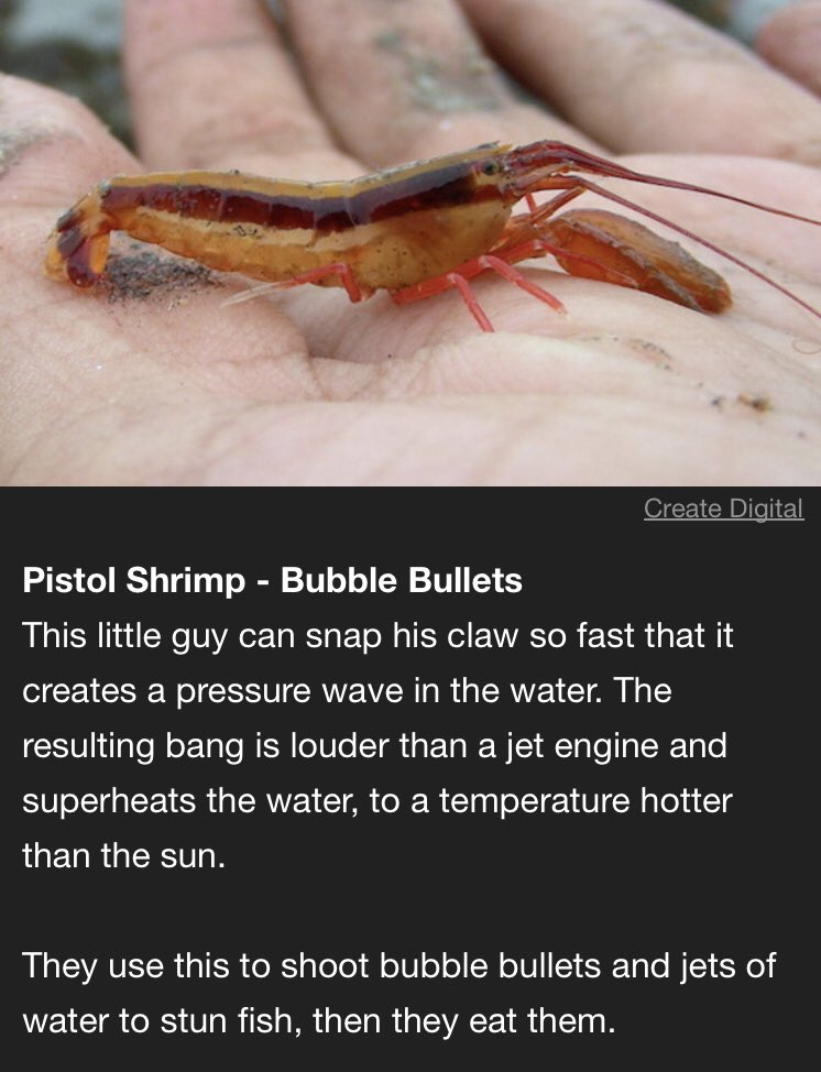 Pistol Shrimp Memes Ok This One Is Absolutely Awful : R/Megadeth
