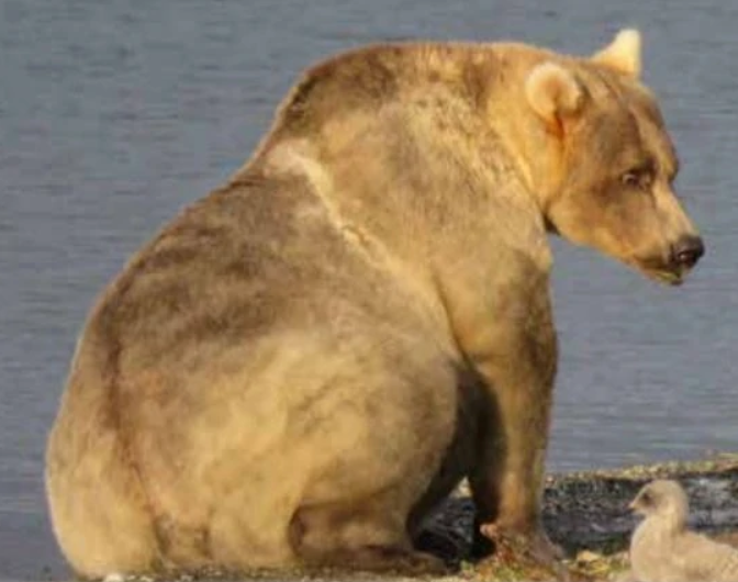 Thong Of The Day Bear