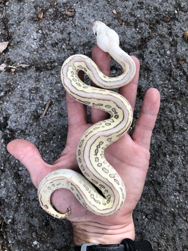 Lesser Clown Ball Python
