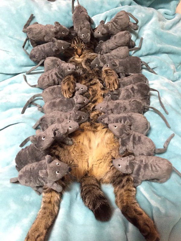 Horde Of Cats