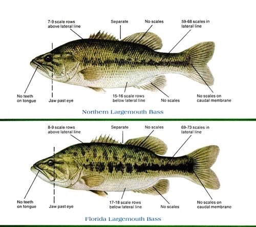Difference Between Spotted Bass And Largemouth