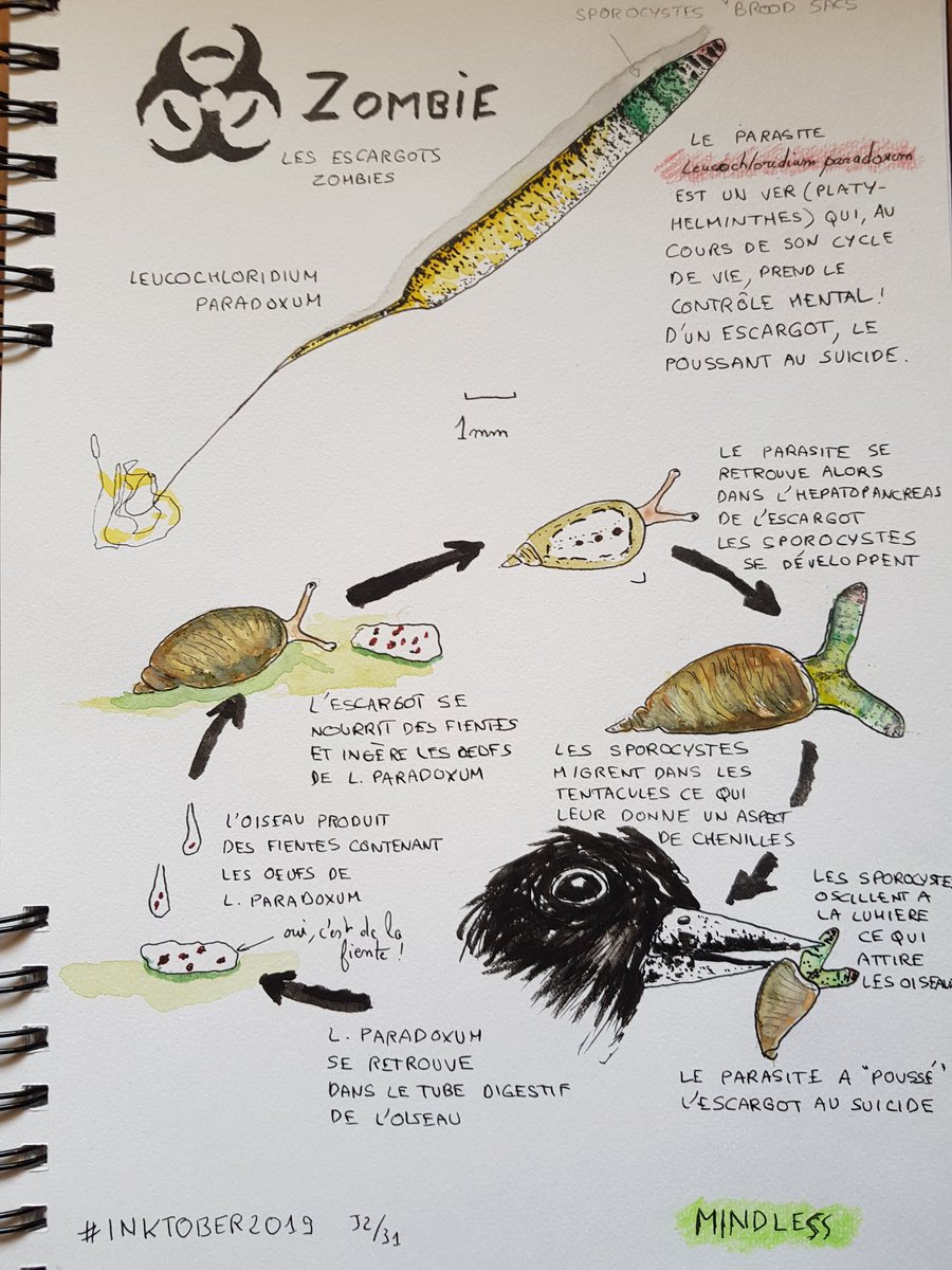 Leucochloridium Paradoxum Life Cycle