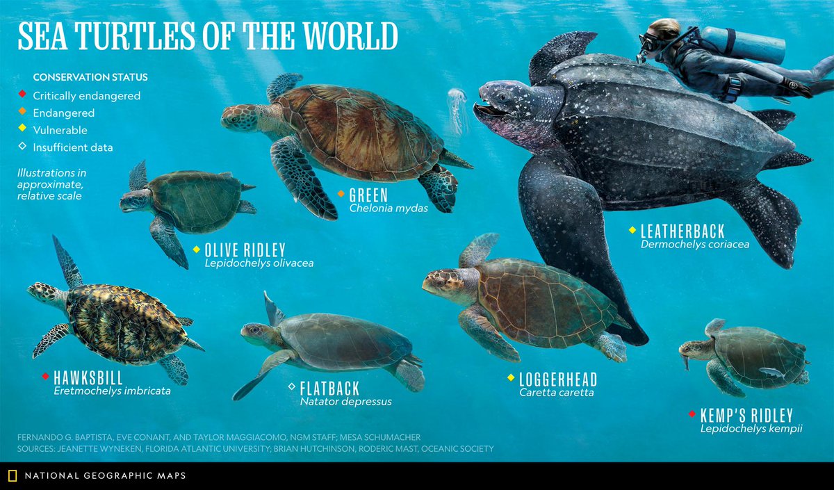Leatherback Sea Turtle Size Comparison