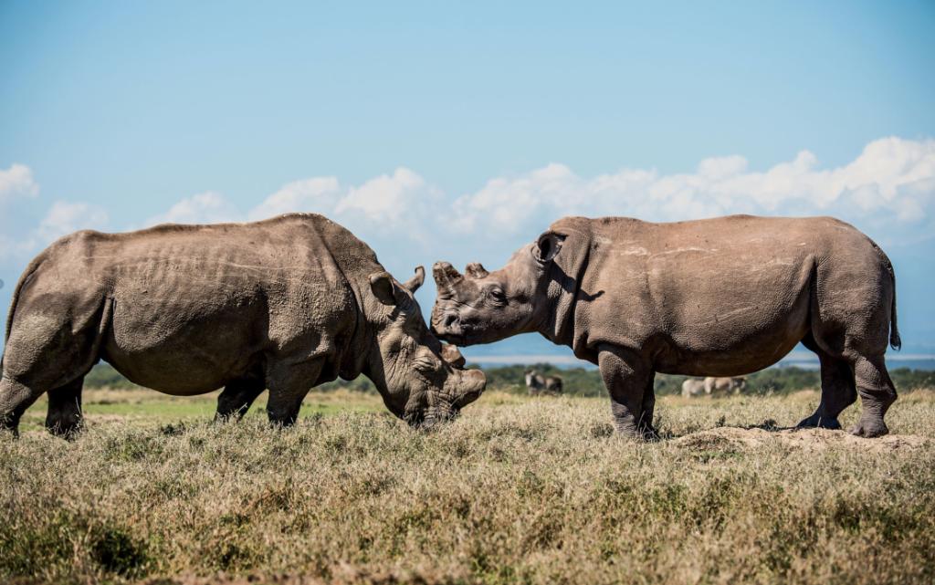 The Wild Insight Safari Company (@WildInsight) | Twitter