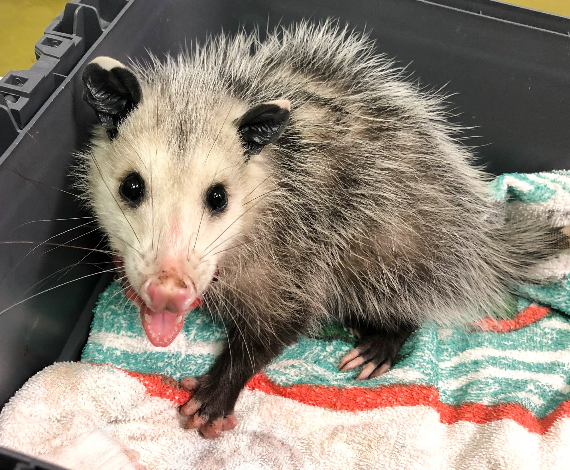 Opossum Bite
