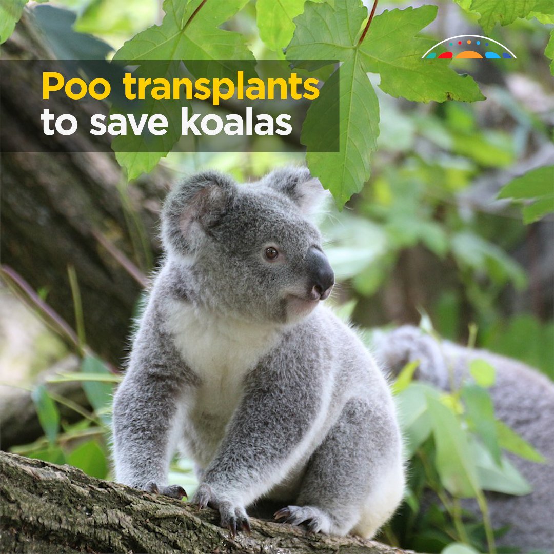 Australian Academy of Science on Twitter: ""We need to be thinking more ...