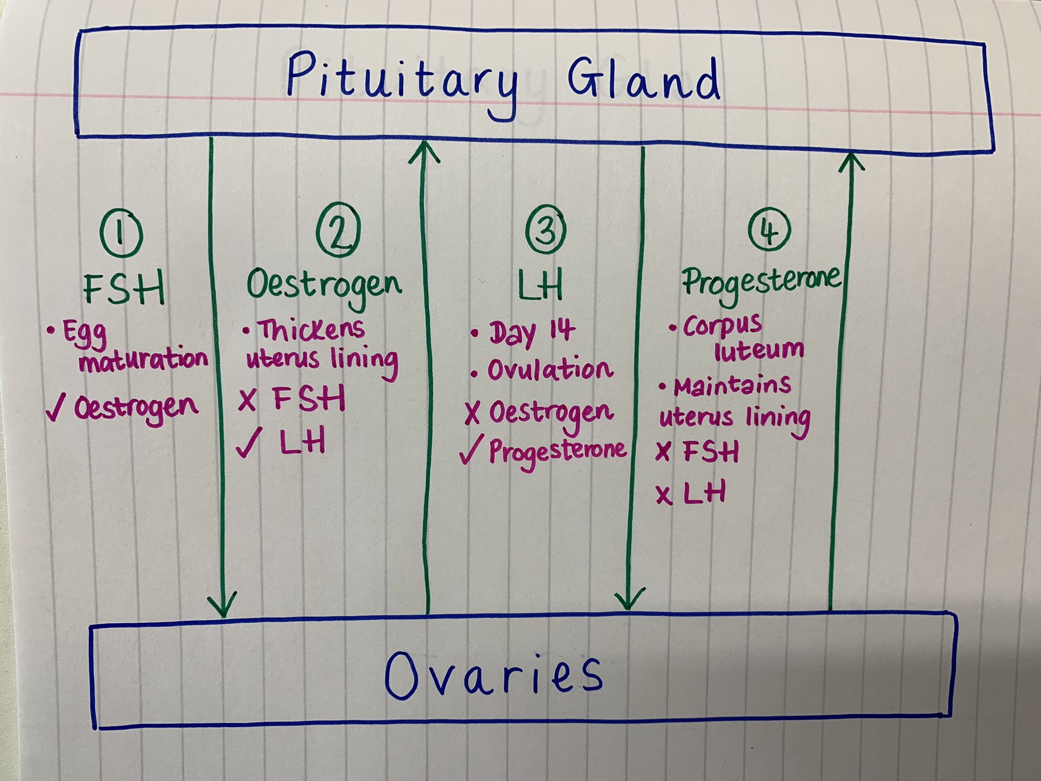 Menstrual Cycle Diagram Gcse