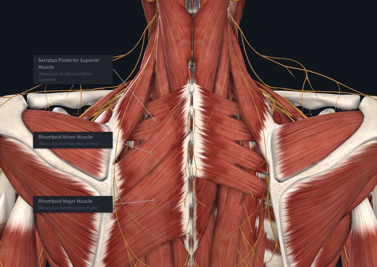 Serratus Posterior Cadaver