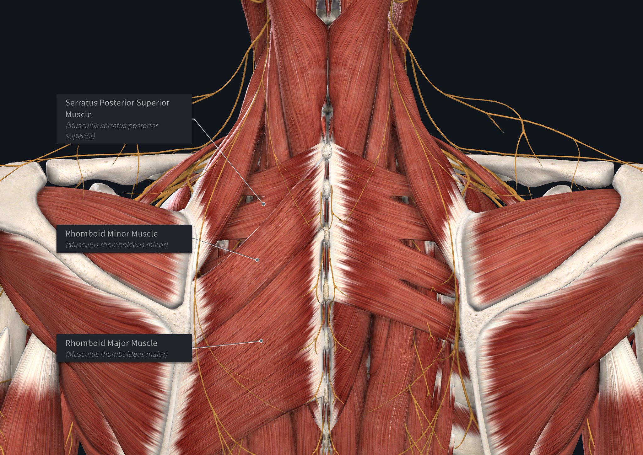 Serratus Posterior Superior