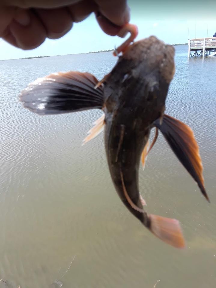 Sea Robin Florida